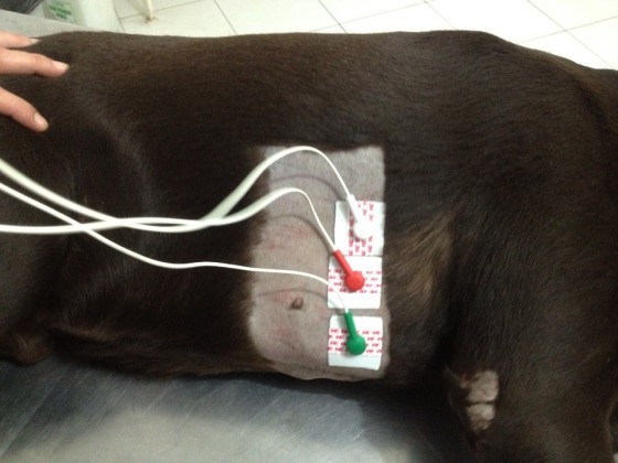 Pet Holter – TME – Telemedicina Cardiológica