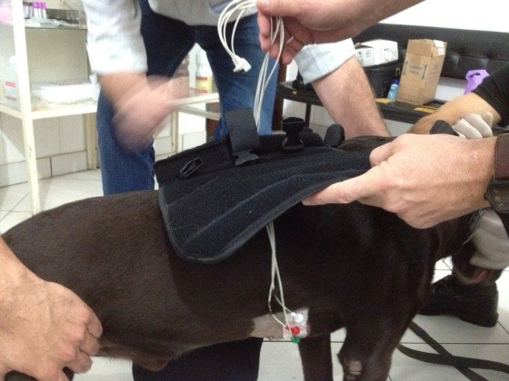 Pet Holter – TME – Telemedicina Cardiológica