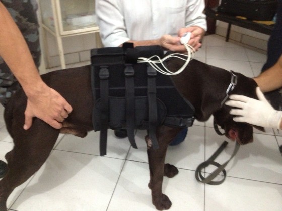 Pet Holter – TME – Telemedicina Cardiológica